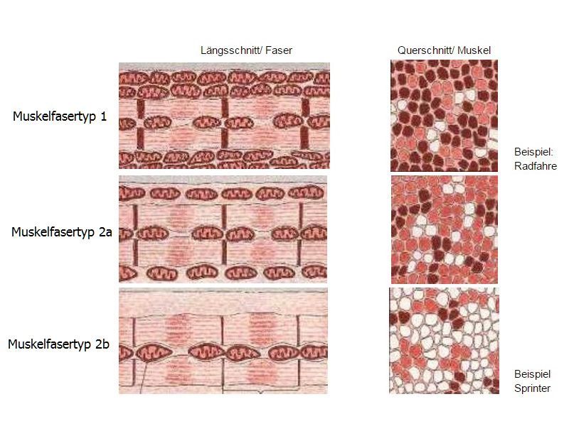 Muskelfasertypen2 - www.felixkade.de