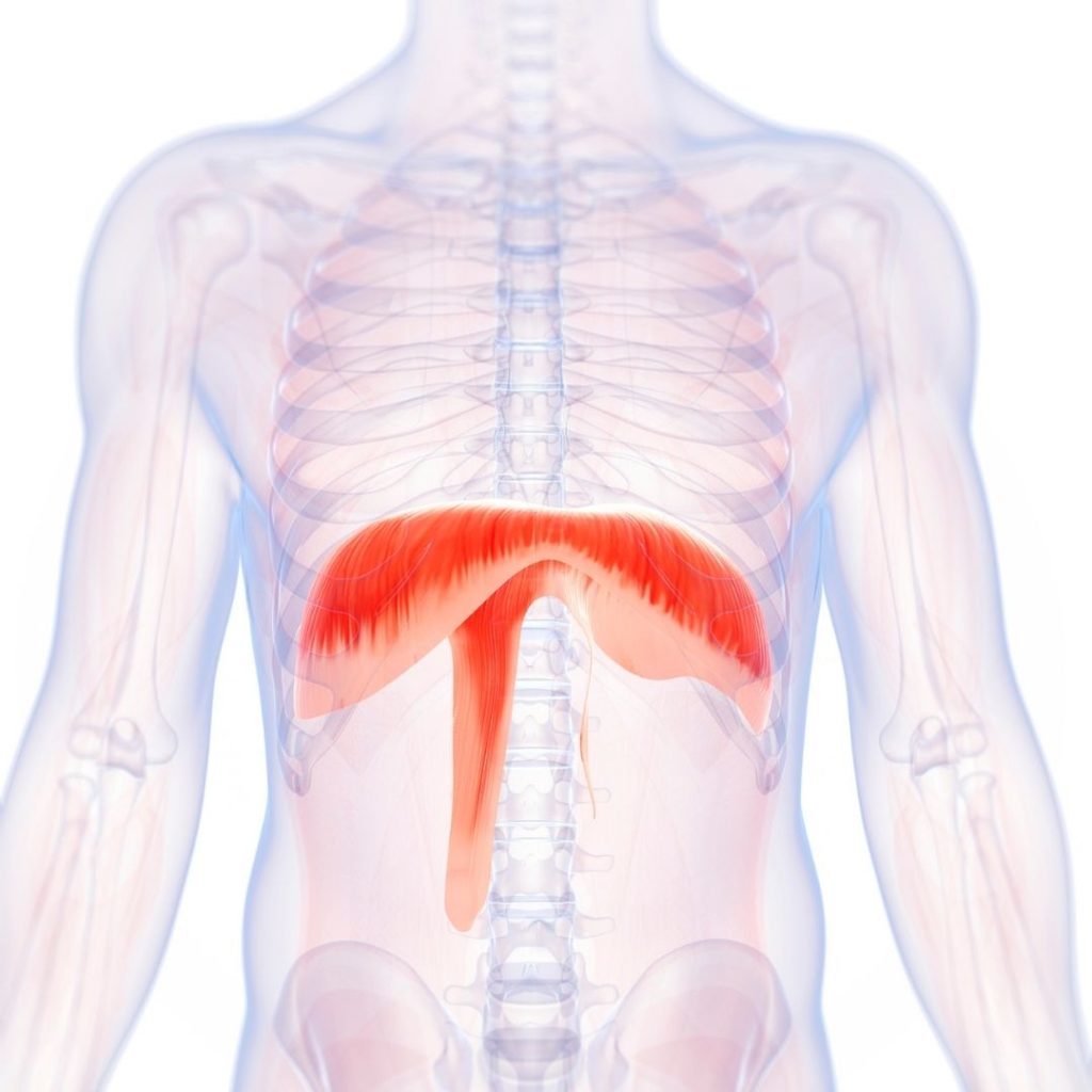 Schmerzen im mittleren Rücken: Eine Ursache & 5 simple Übungen
